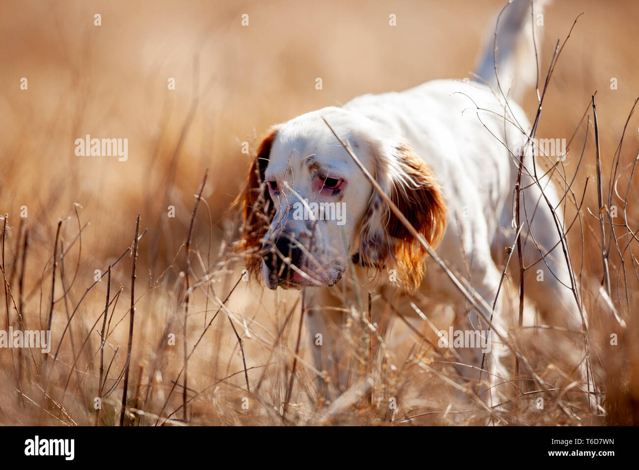 English setter pointing quail hi-res stock photography and images - Alamy