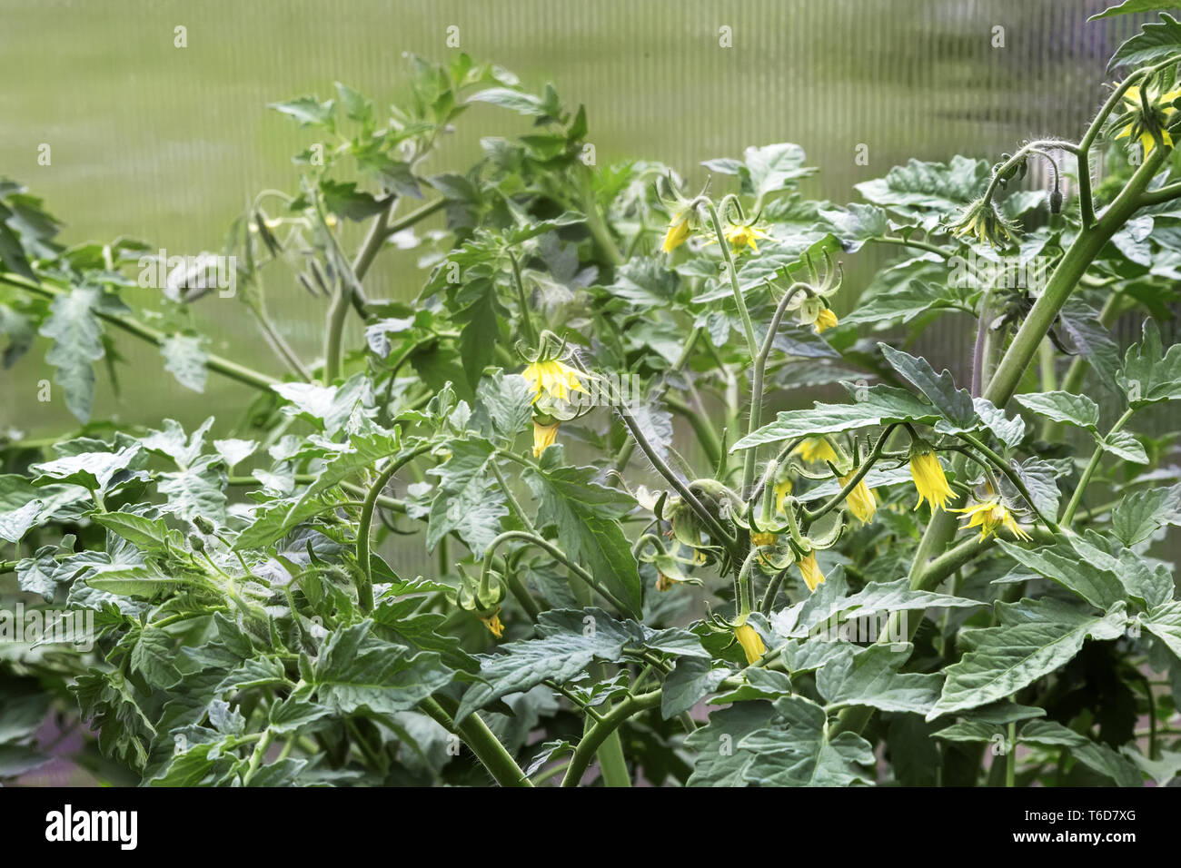 Tomato bloom hi-res stock photography and images - Alamy