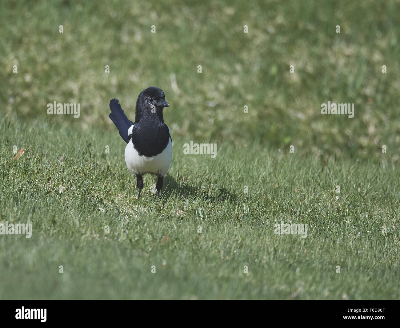 Magpie photos hi-res stock photography and images - Alamy