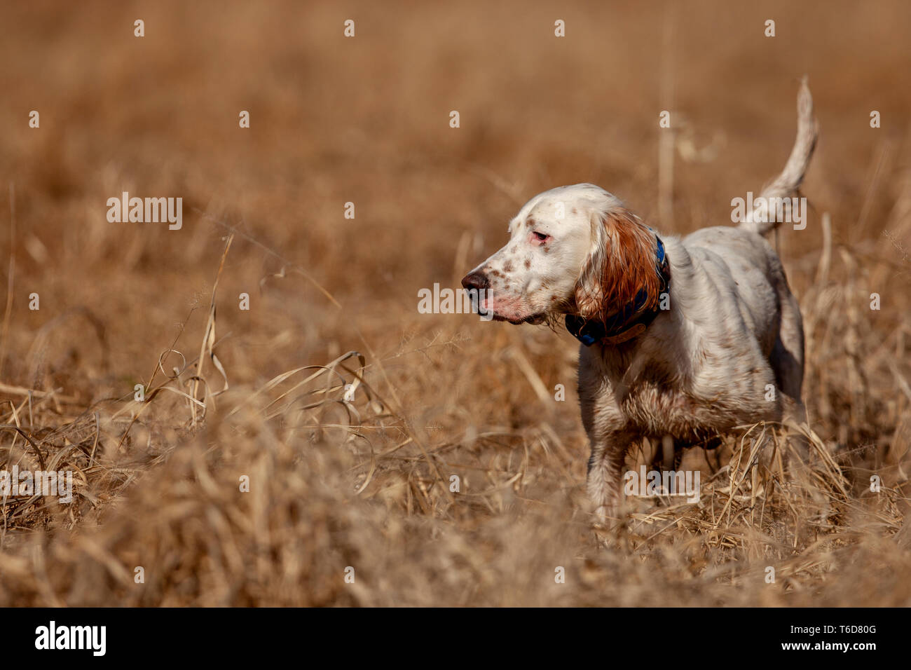 Hunting with an english setter hi-res stock photography and images - Alamy