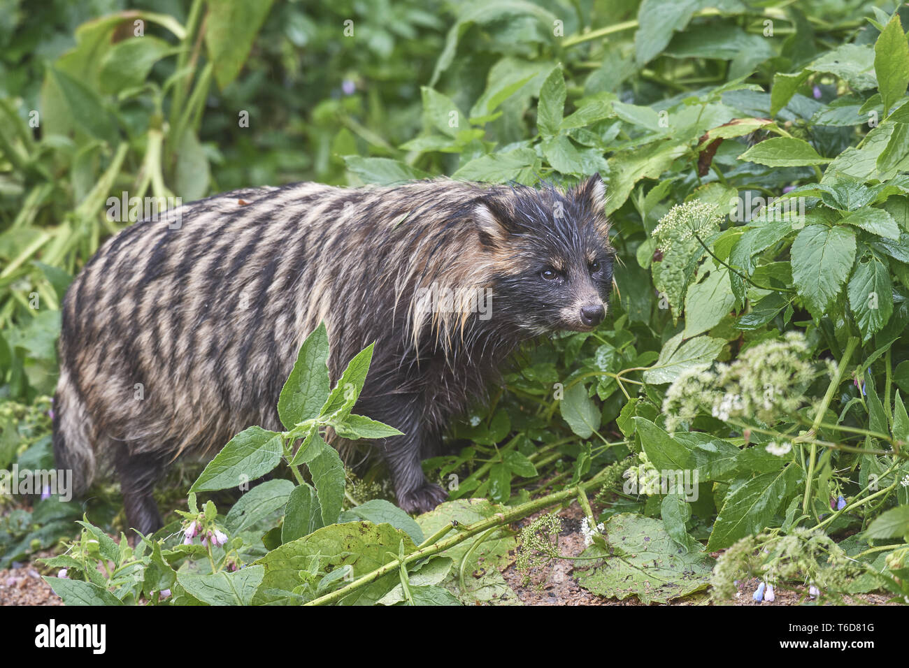 Raccoon dog, Nyctereutes procyonoides Stock Photo - Alamy
