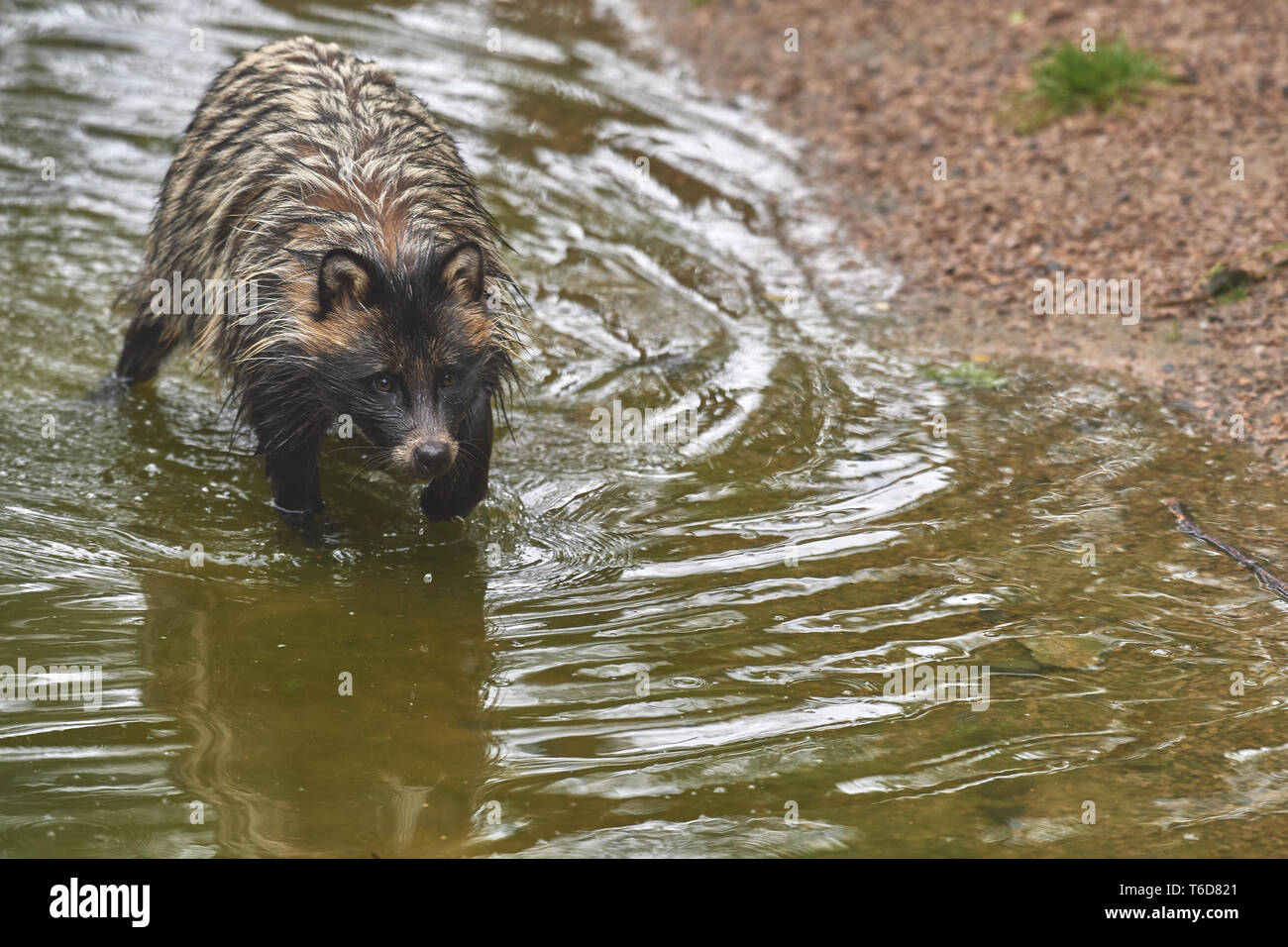 Raccoon dog, Nyctereutes procyonoides Stock Photo - Alamy