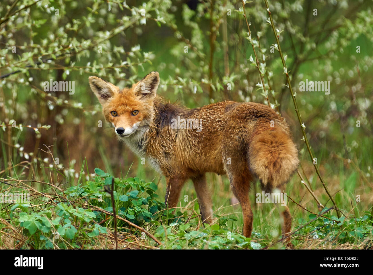 Adult male fox in the grass Stock Photo - Alamy