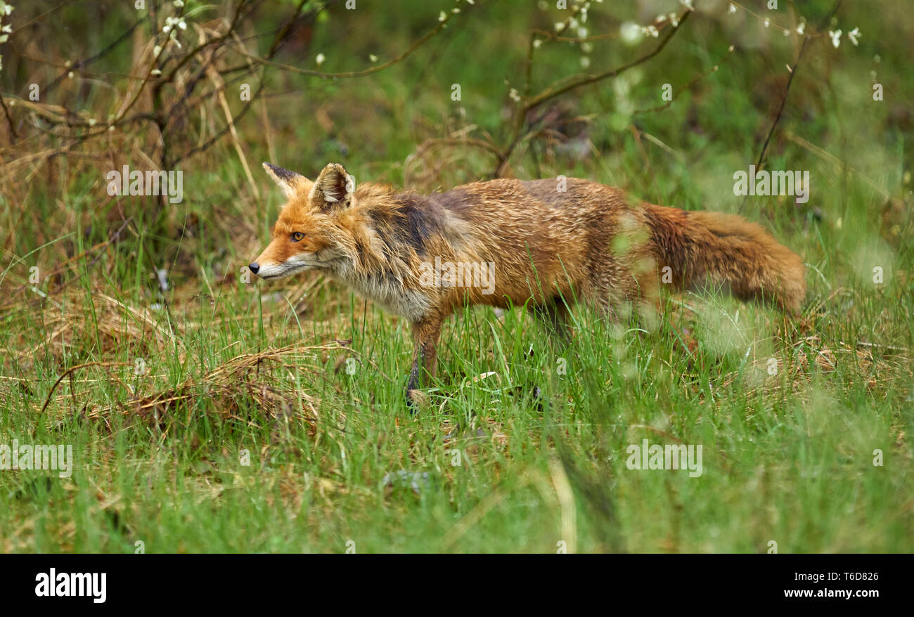 Adult male fox in the grass Stock Photo - Alamy