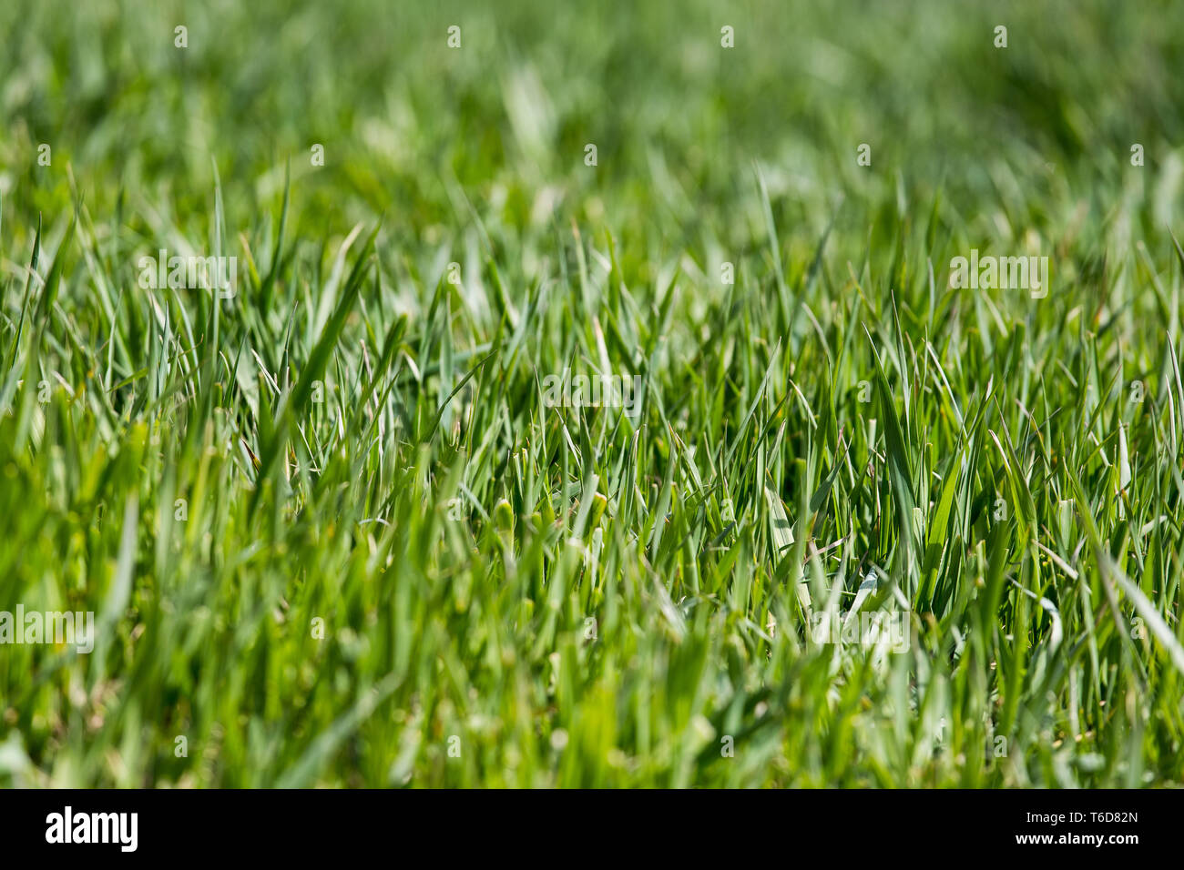 Lawn close-up, green grass background with focus point Stock Photo - Alamy