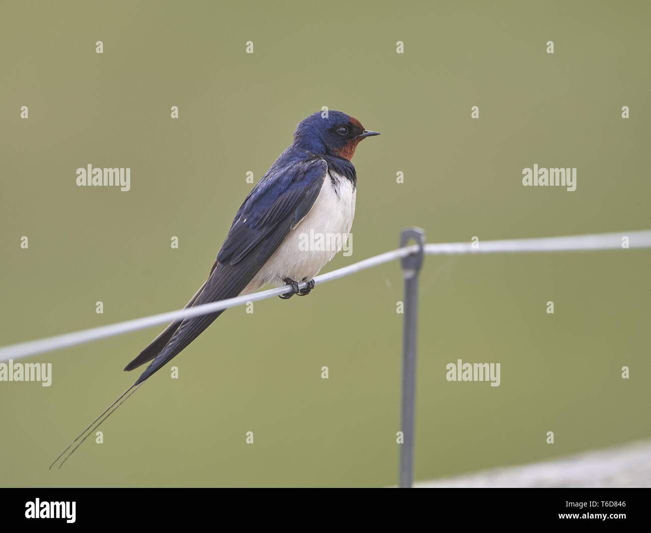 Chmney swallow hi-res stock photography and images - Alamy