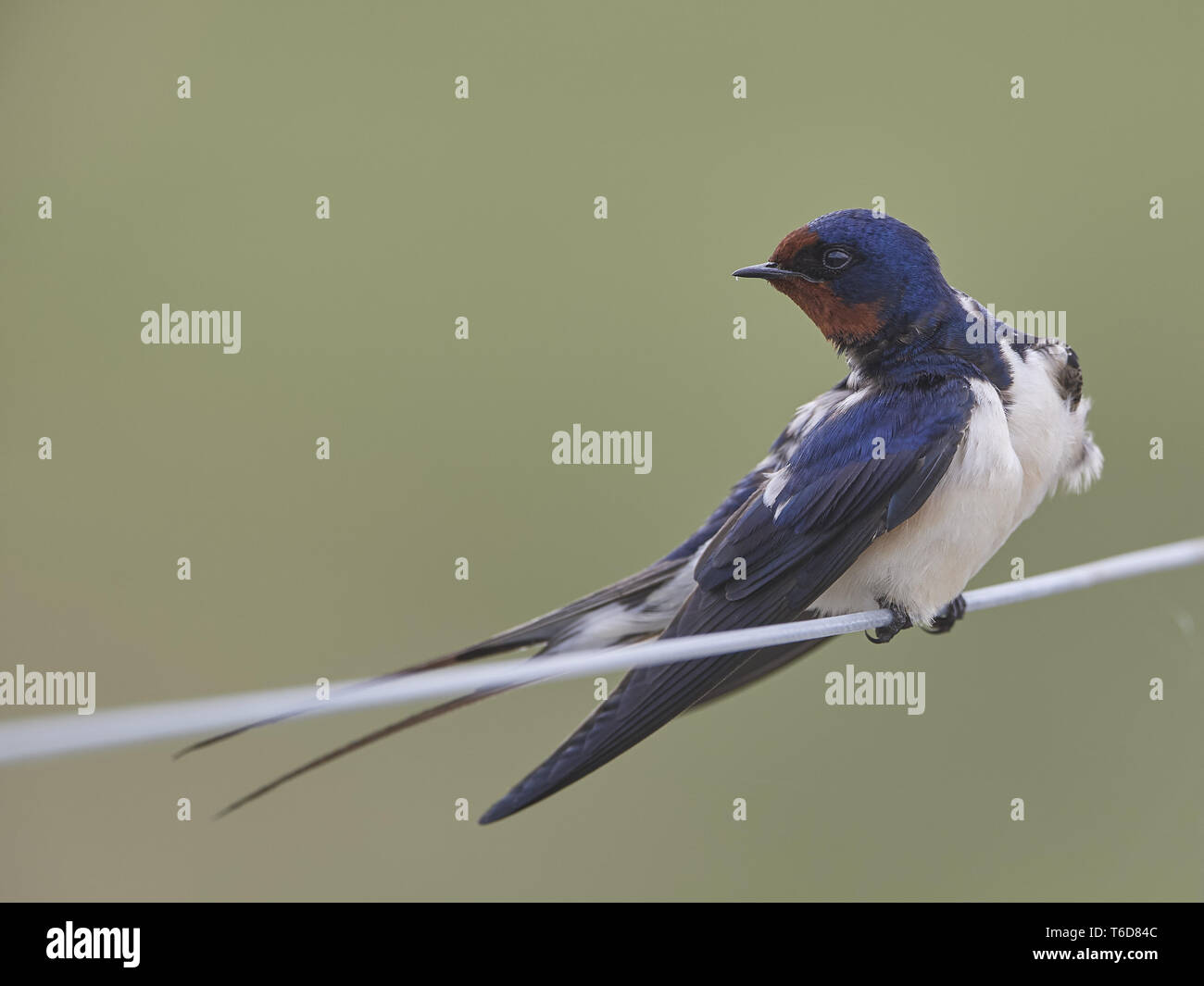 eurasian barn swallow, Hirundo rustica Stock Photo - Alamy