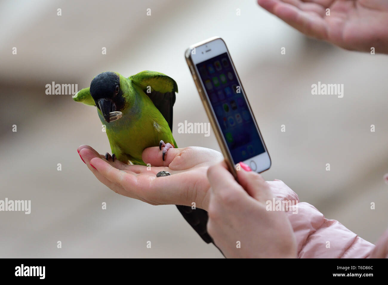 Hand feeding parakeet hi-res stock photography and images - Alamy