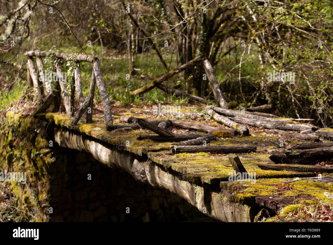 bridge in a beautiful green forest on background Stock Photo - Alamy