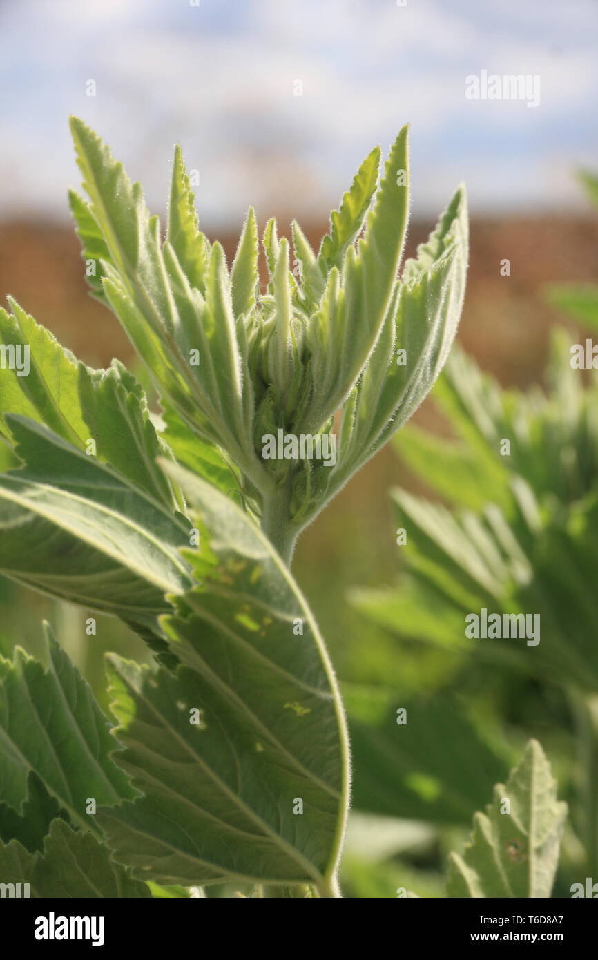 Althaea hi-res stock photography and images - Alamy