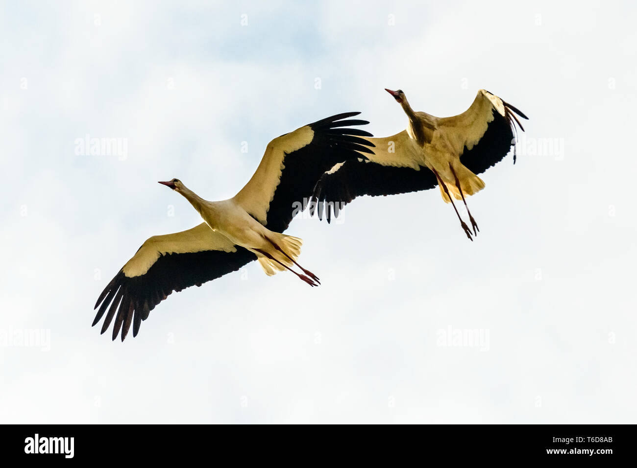 National bird of poland hi-res stock photography and images - Alamy