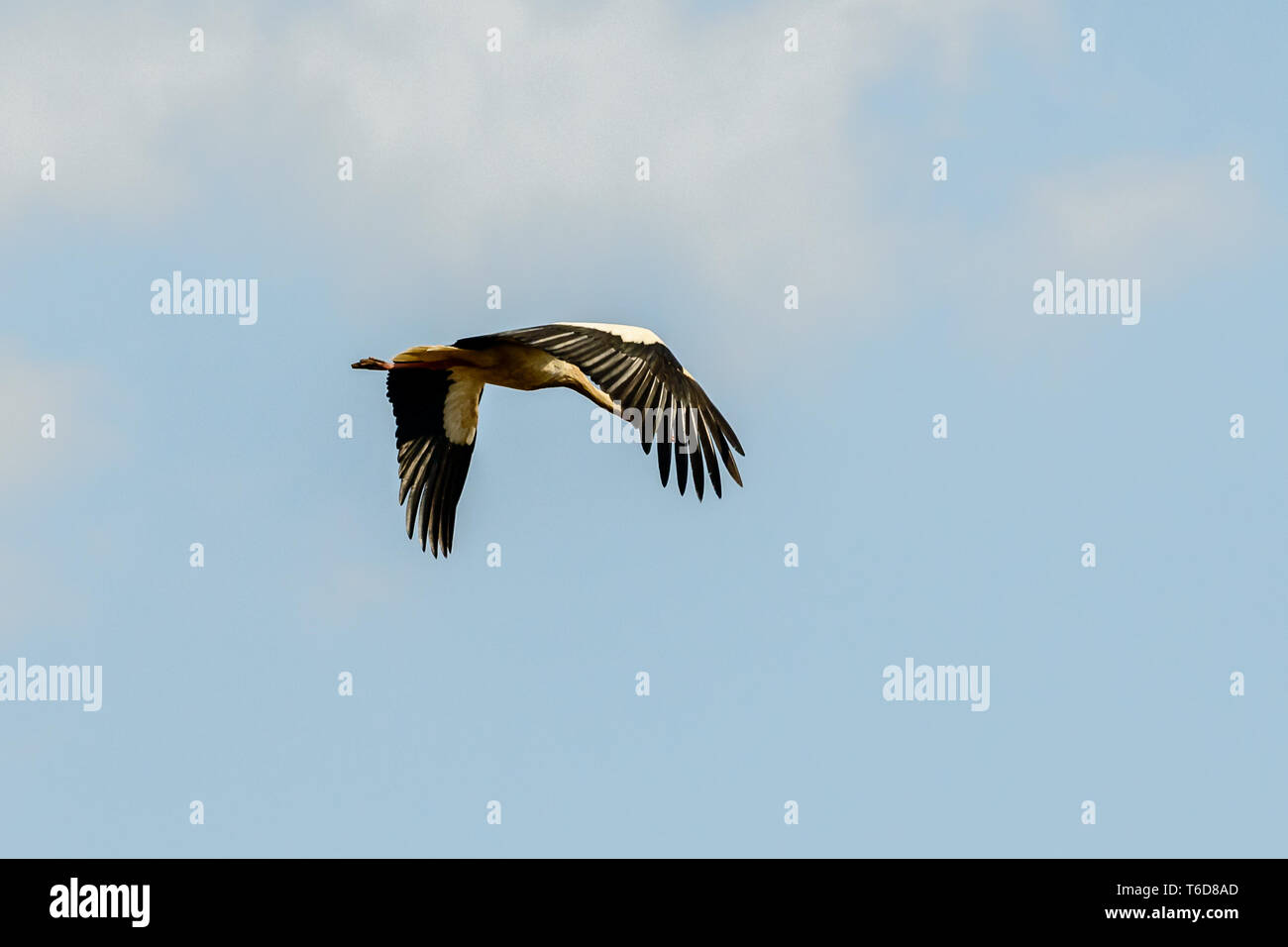 National bird of poland hi-res stock photography and images - Alamy