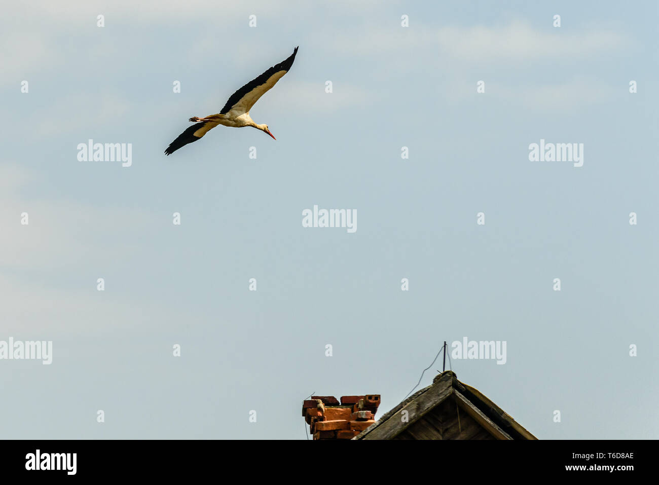 National bird of poland hi-res stock photography and images - Alamy