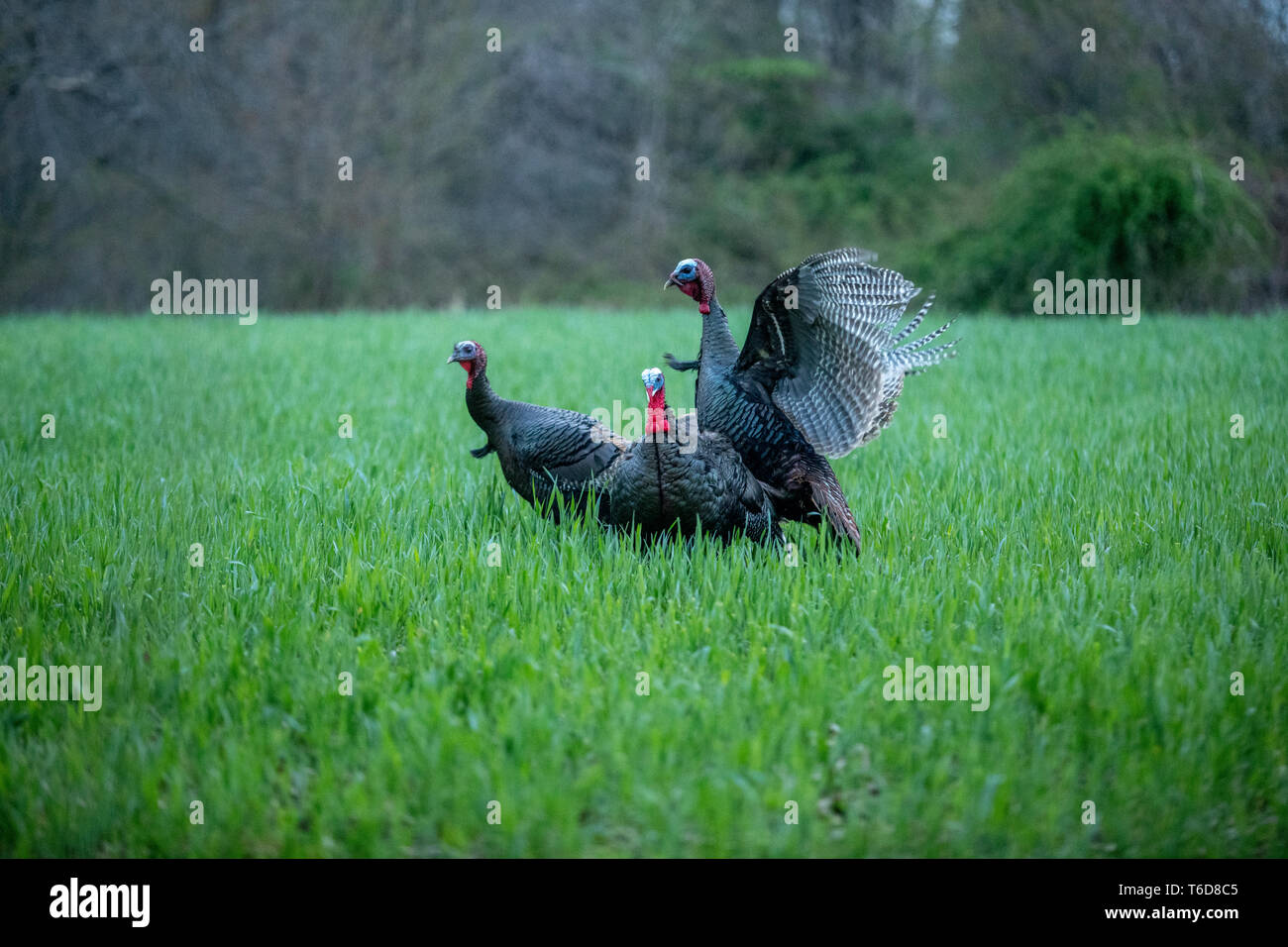 Jake turkeys fight decoys Stock Photo - Alamy
