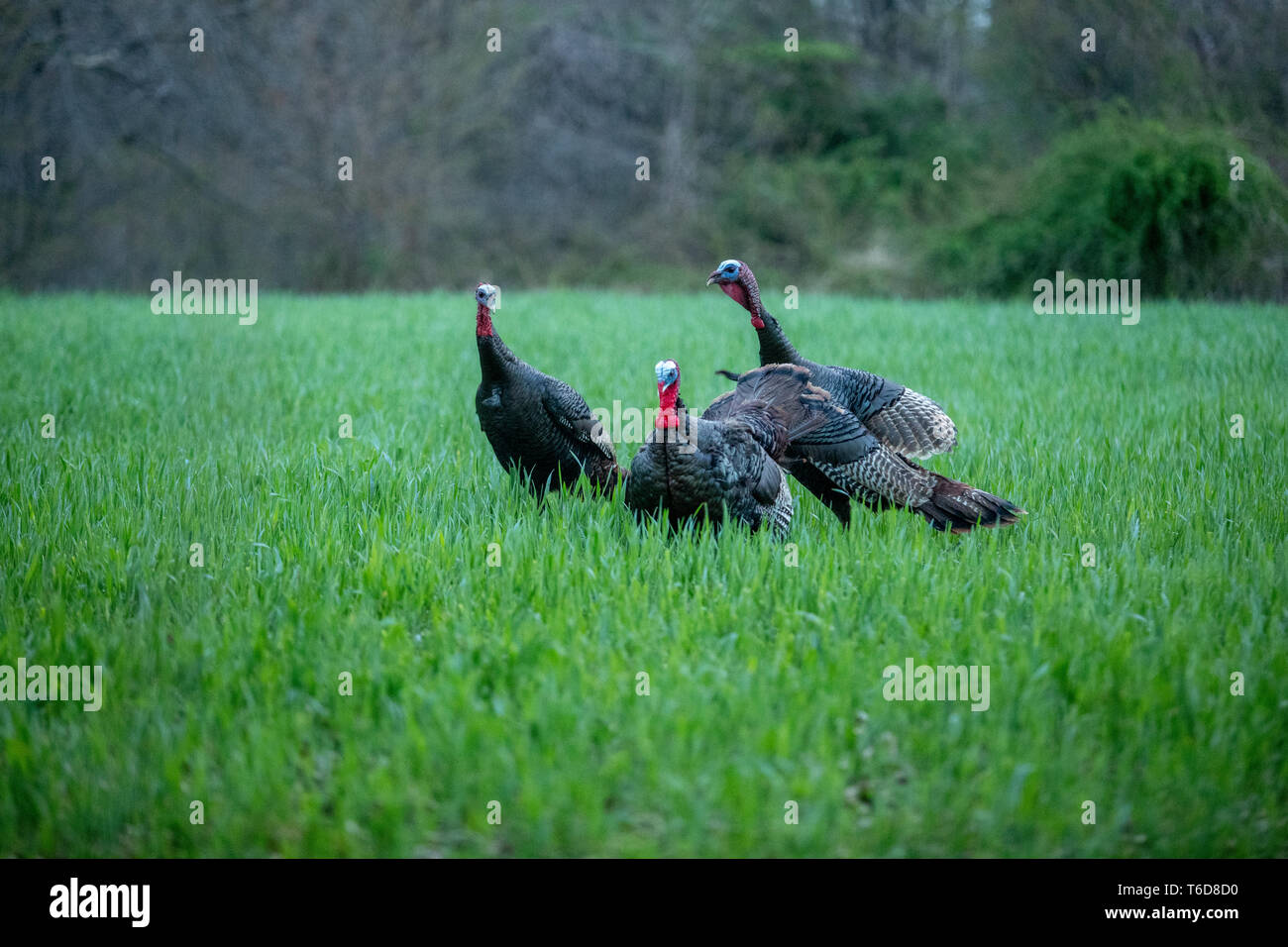 Jake turkeys fight decoys Stock Photo - Alamy