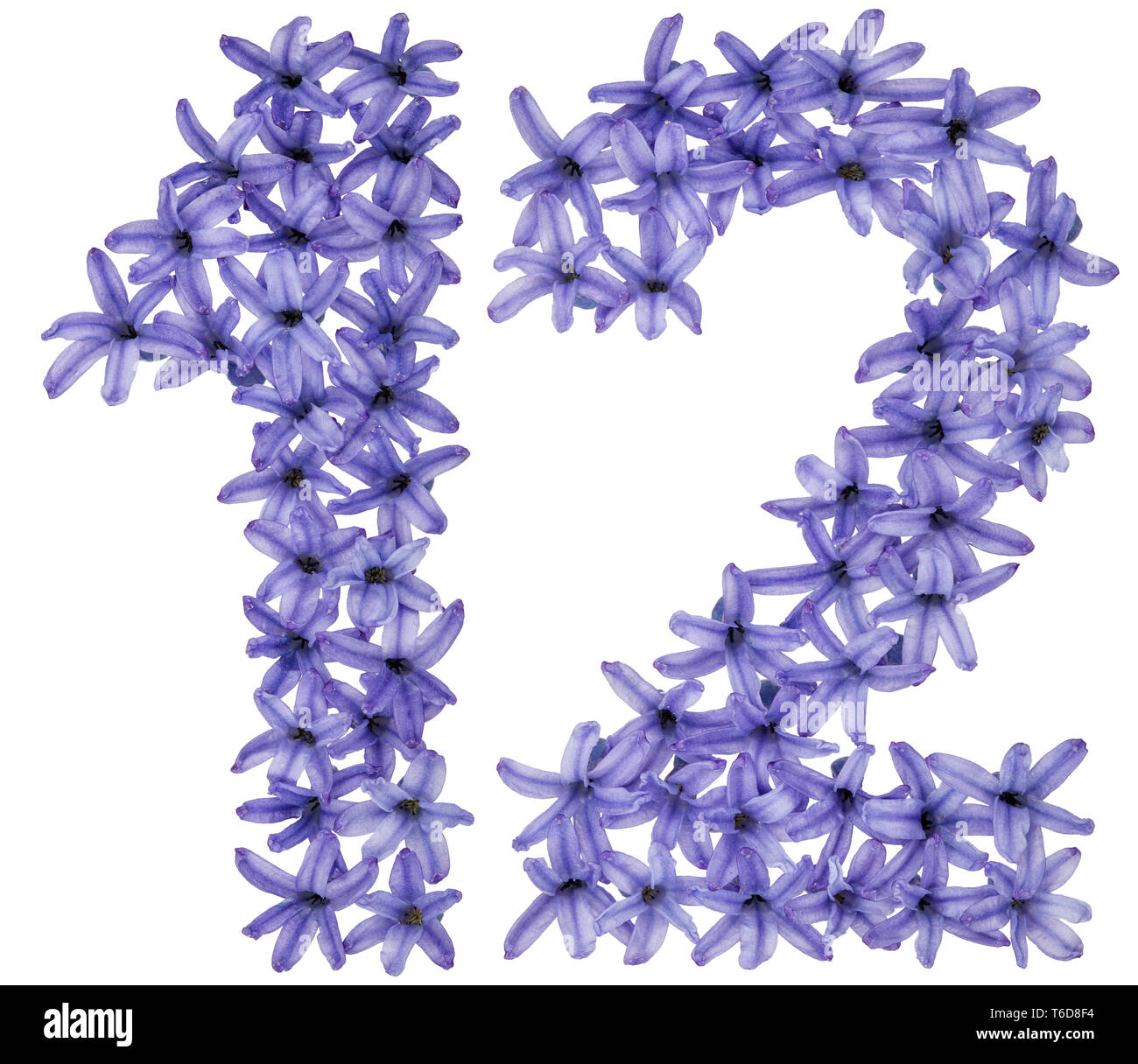 Numeral 12, twelve, from natural flowers of hyacinth, isolated on white ...