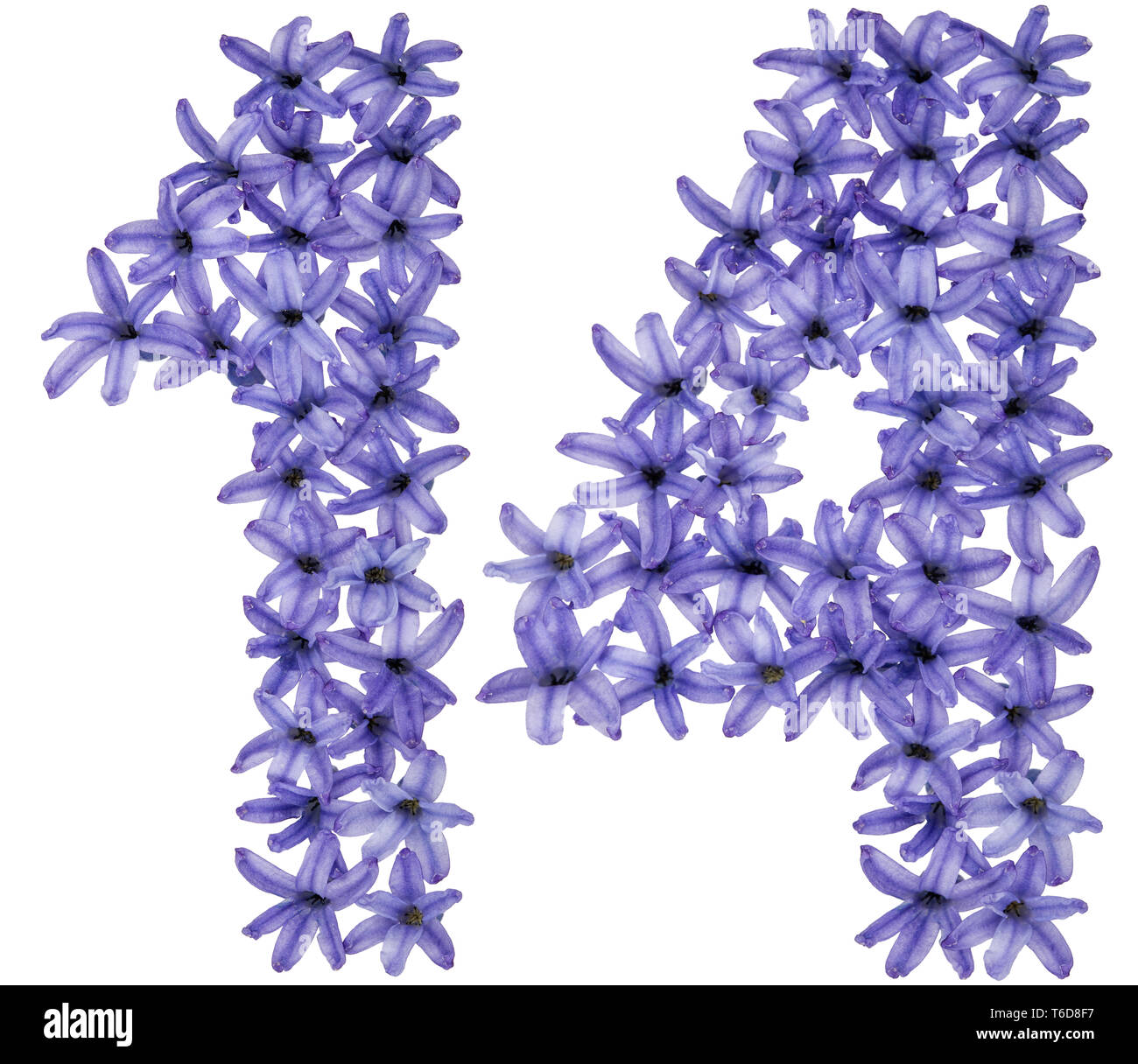 Numeral 14, fourteen, from natural flowers of hyacinth, isolated on ...