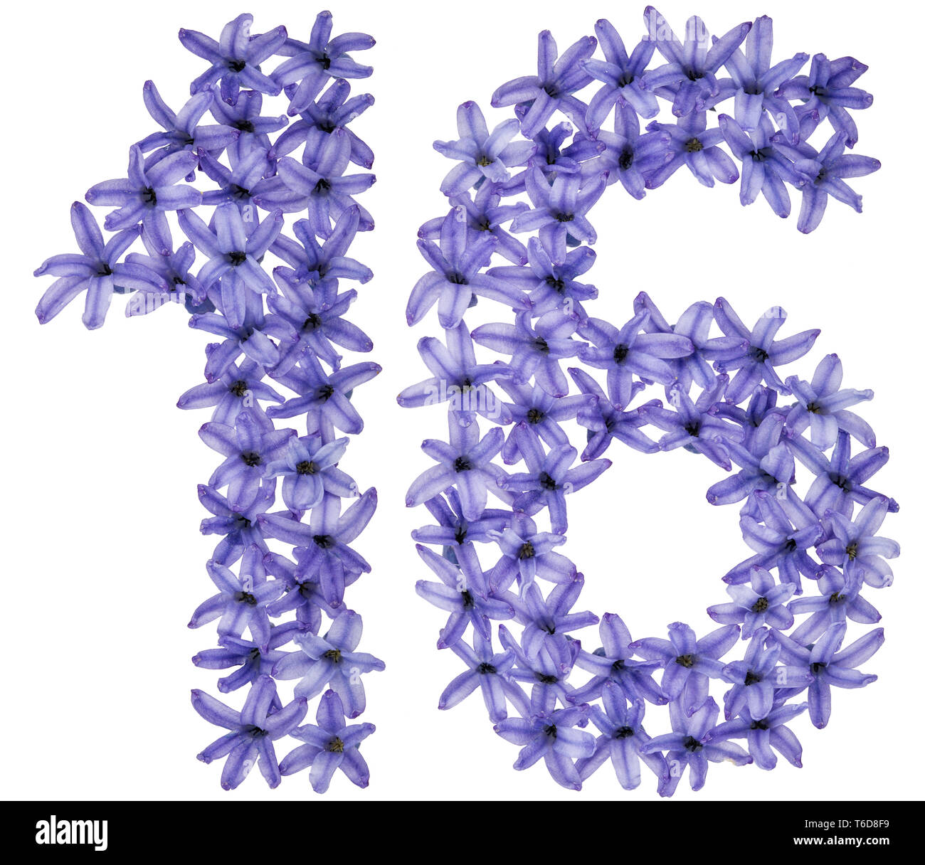 Numeral 16, sixteen, from natural flowers of hyacinth, isolated on ...
