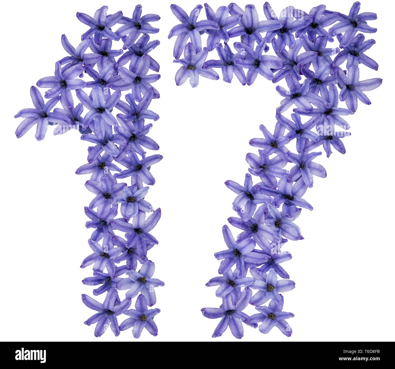 Numeral 17, seventeen, from natural flowers of hyacinth, isolated on ...