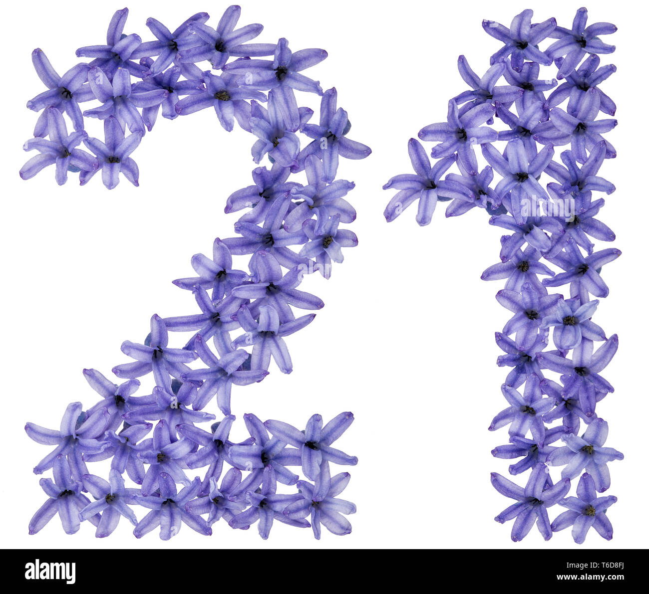 Numeral 21, twenty one, from natural flowers of hyacinth, isolated on ...