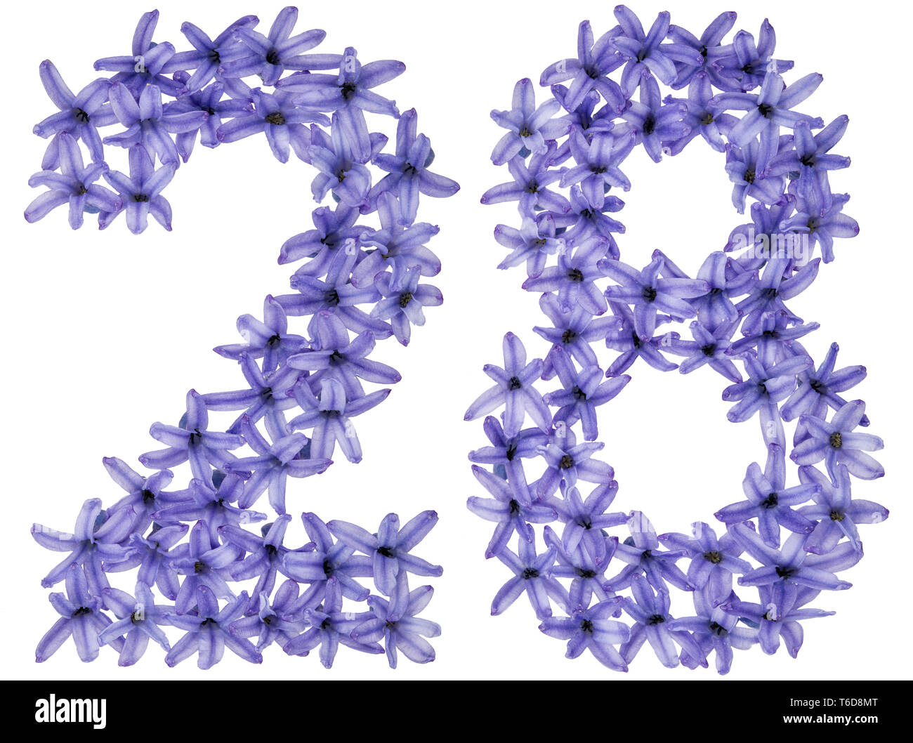 Numeral 28, twenty eight, from natural flowers of hyacinth, isolated on ...