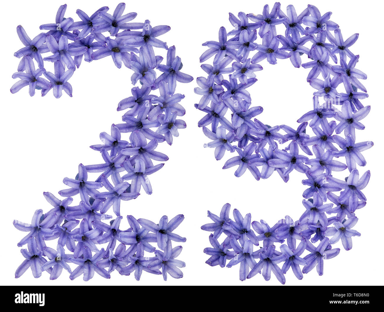 Numeral 29, twenty nine, from natural flowers of hyacinth, isolated on ...