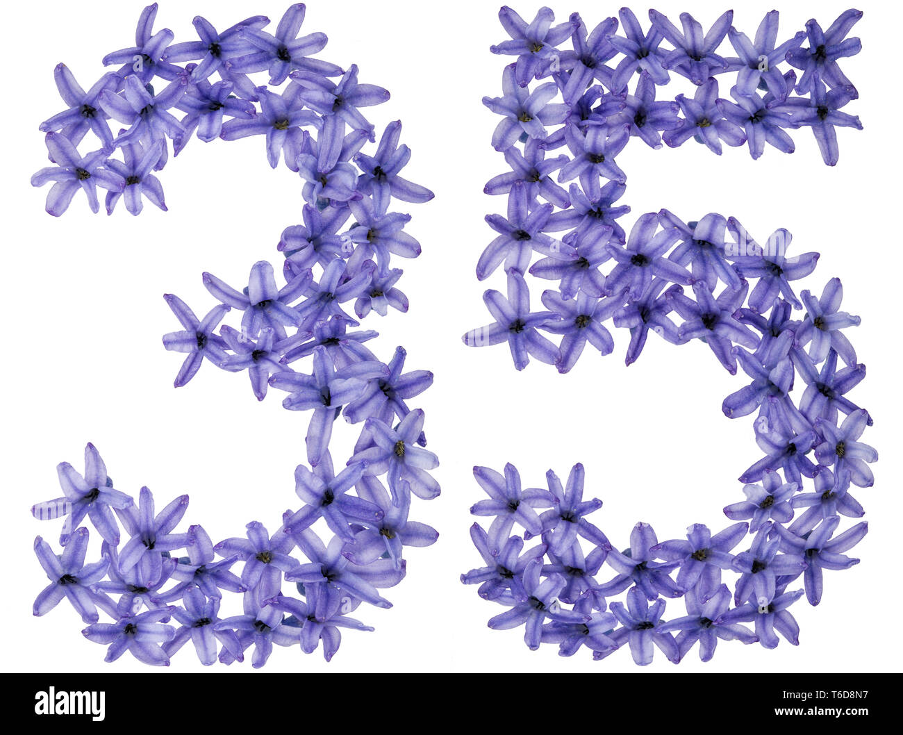 Numeral 35, thirty five, from natural flowers of hyacinth, isolated on ...
