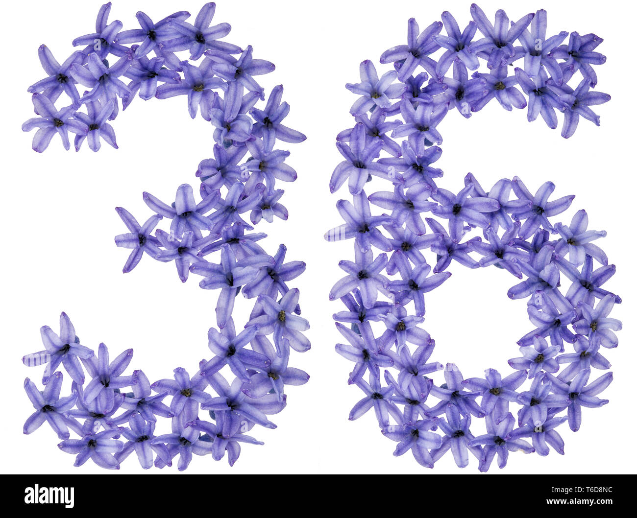 Numeral 36, thirty six, from natural flowers of hyacinth, isolated on ...