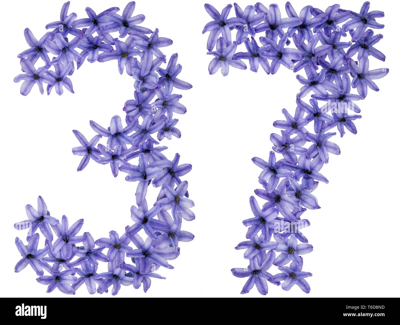 Numeral 37, thirty seven, from natural flowers of hyacinth, isolated on ...