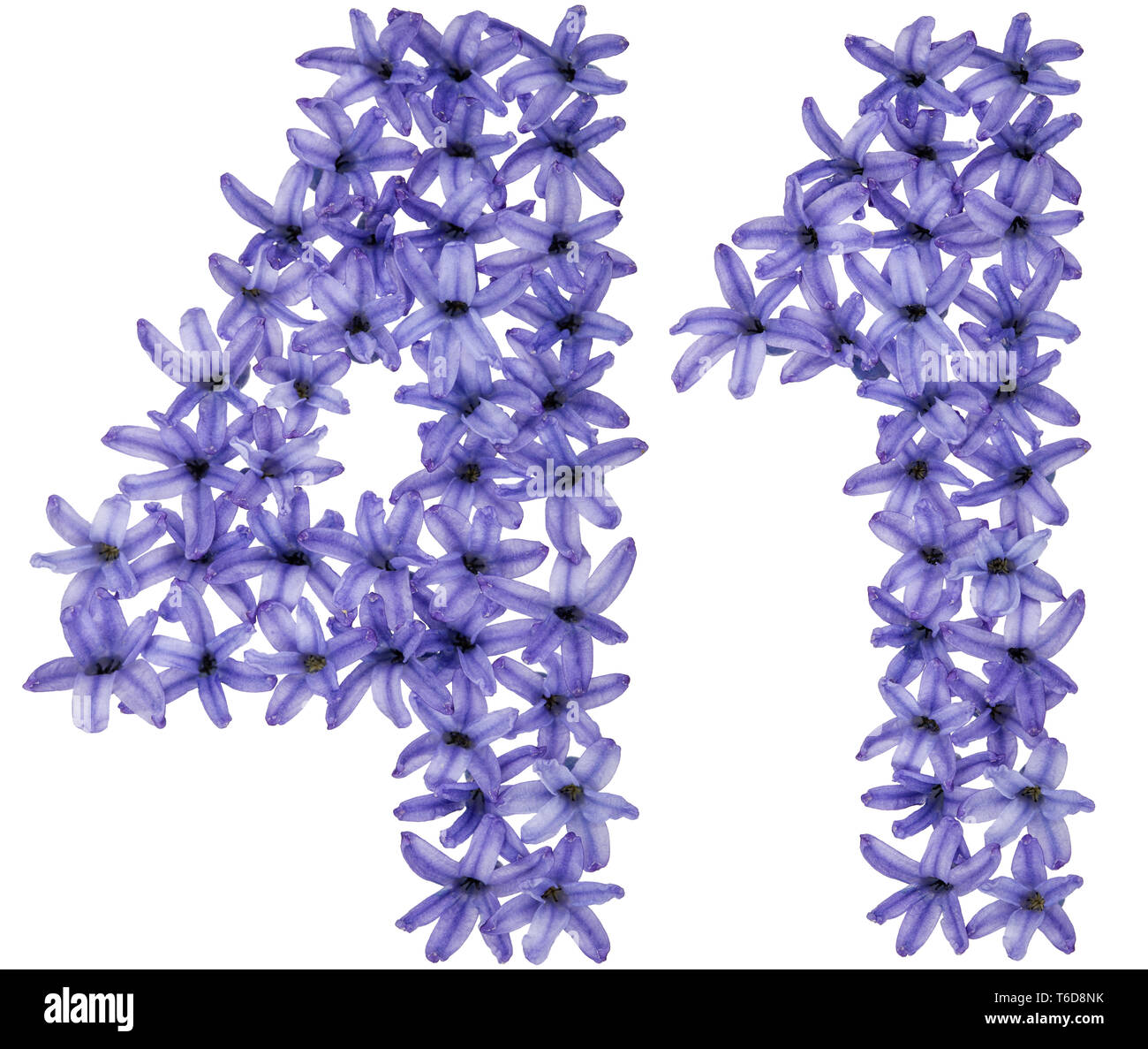Numeral 41, forty one, from natural flowers of hyacinth, isolated on ...