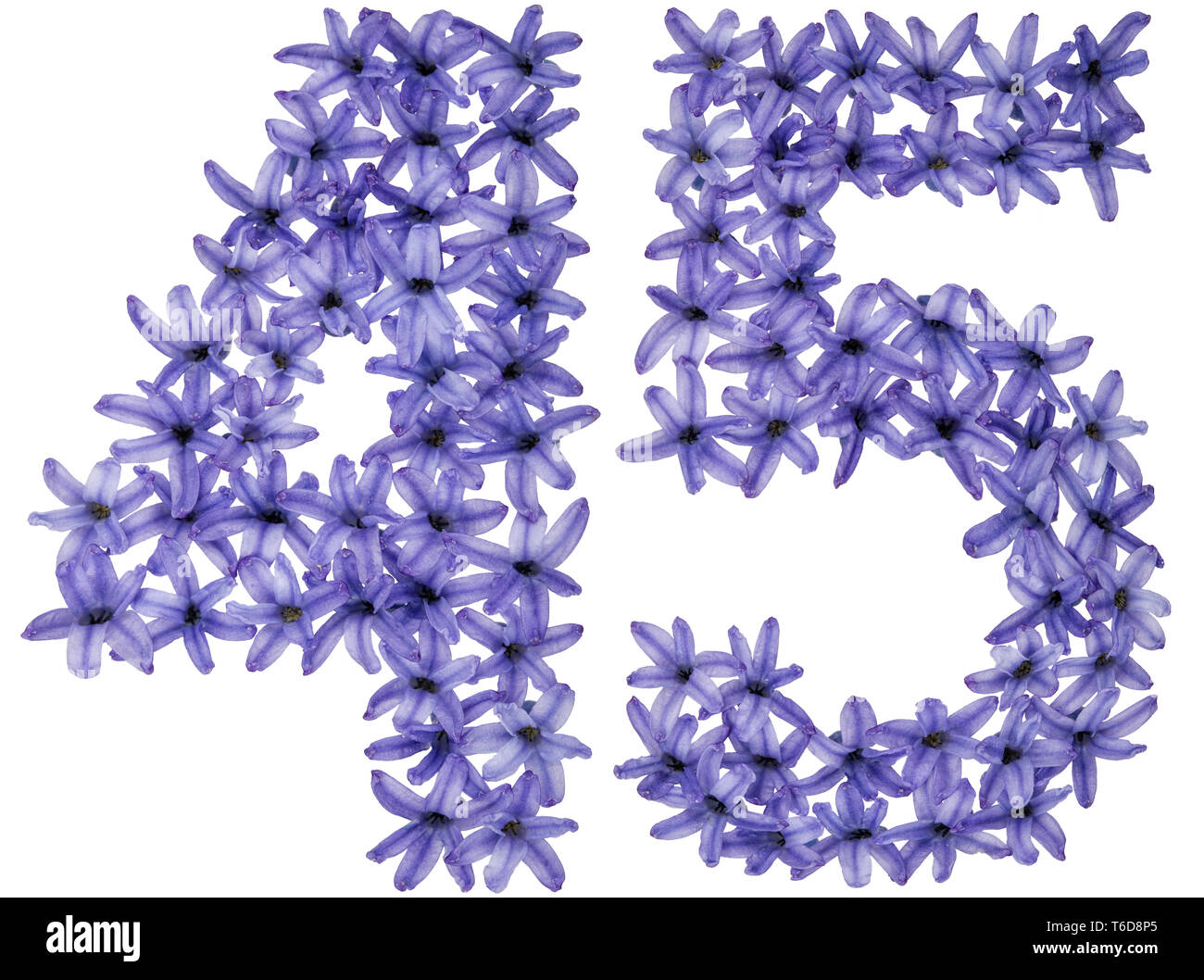 Numeral 45, forty five, from natural flowers of hyacinth, isolated on ...