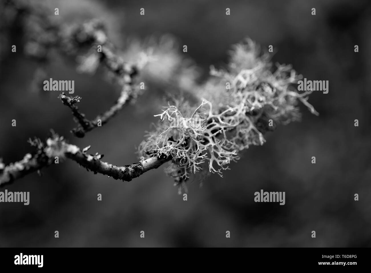 Muniellos natural park Black and White Stock Photos & Images - Alamy