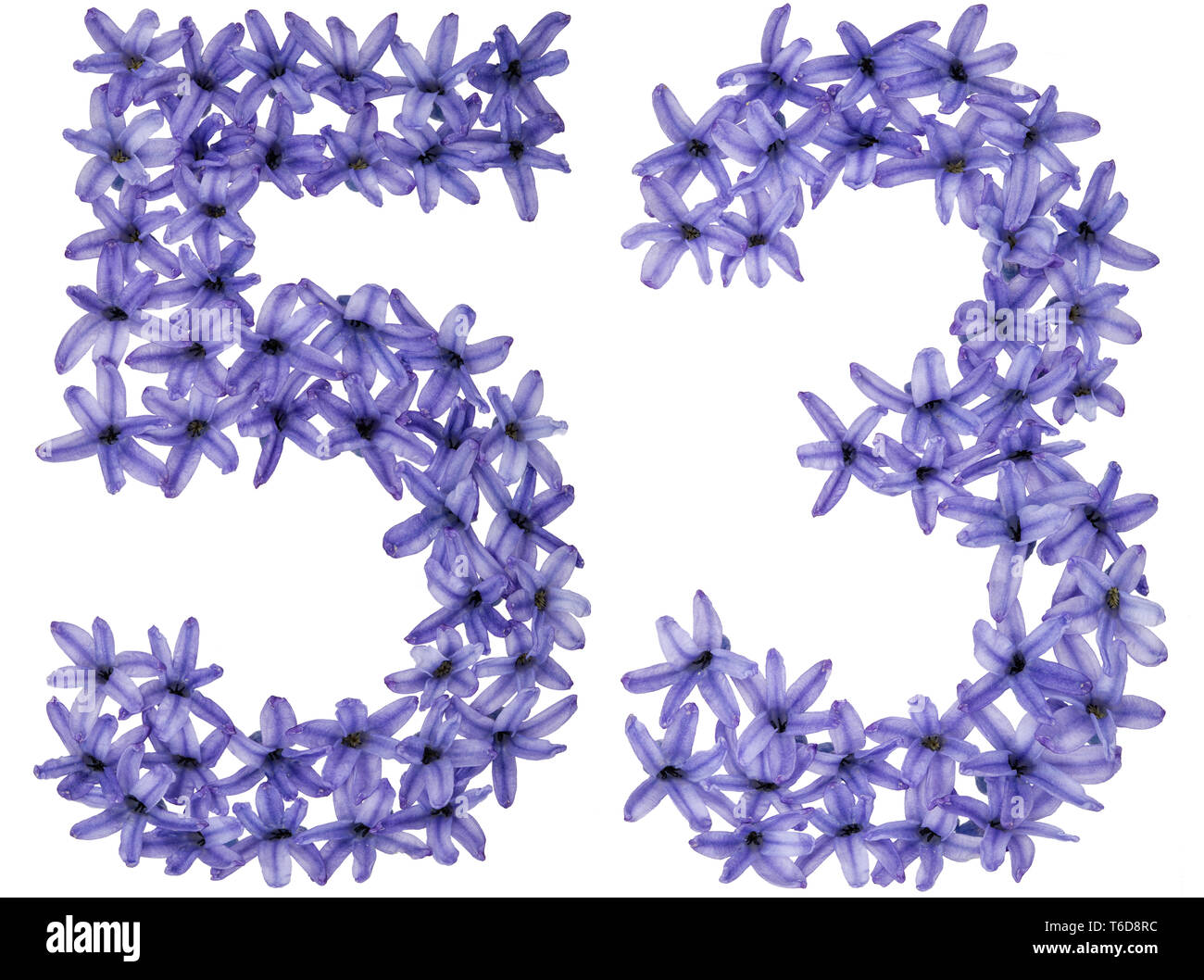 Numeral 53, fifty three, from natural flowers of hyacinth, isolated on ...