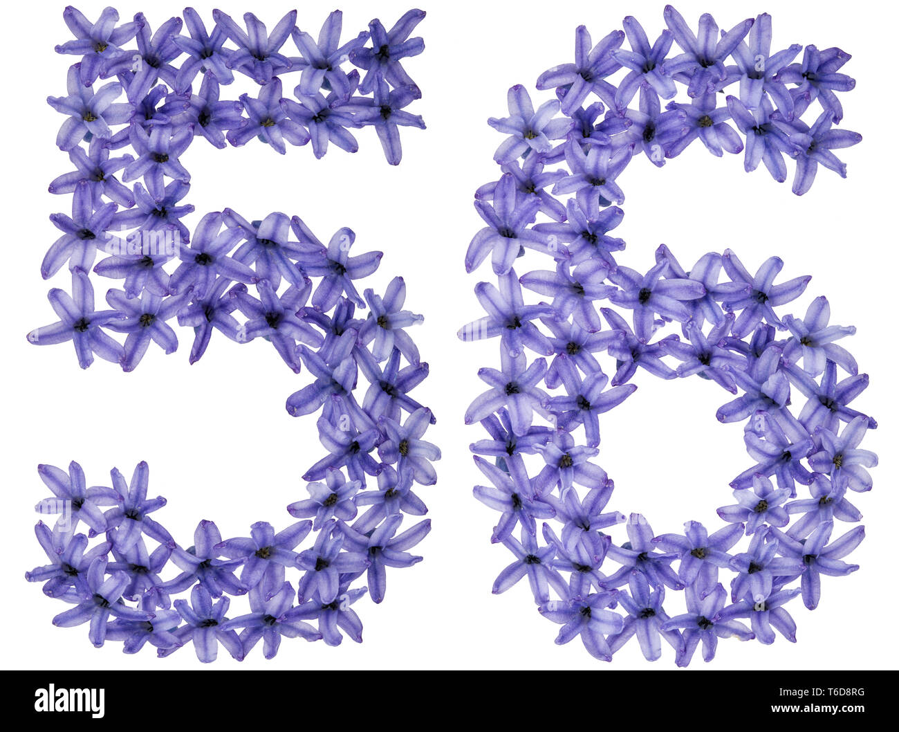 Numeral 56, fifty six, from natural flowers of hyacinth, isolated on ...