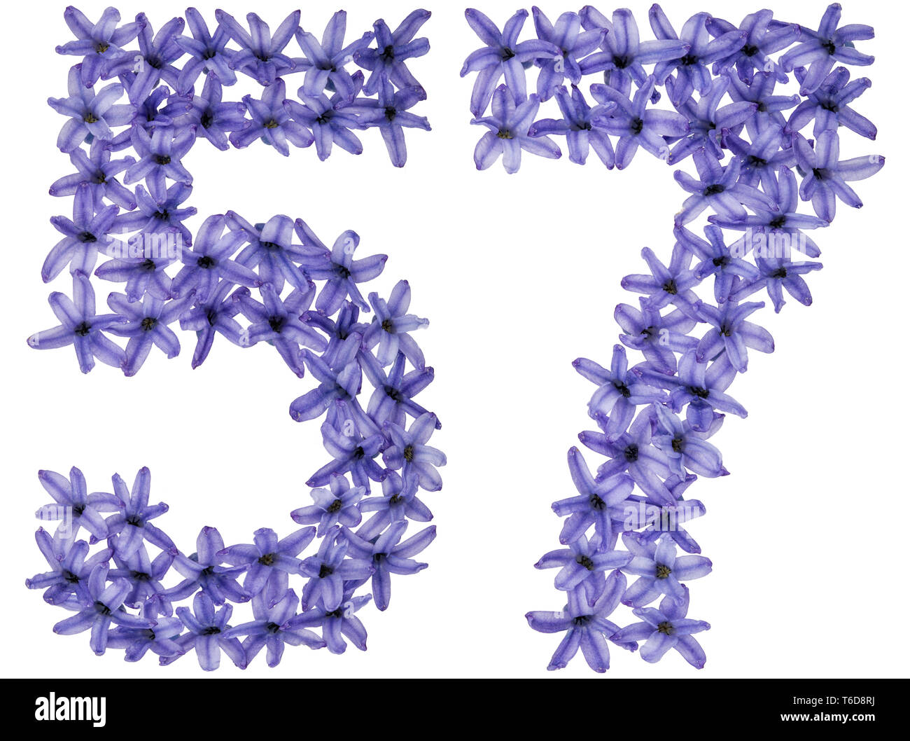 Numeral 57, fifty seven, from natural flowers of hyacinth, isolated on ...