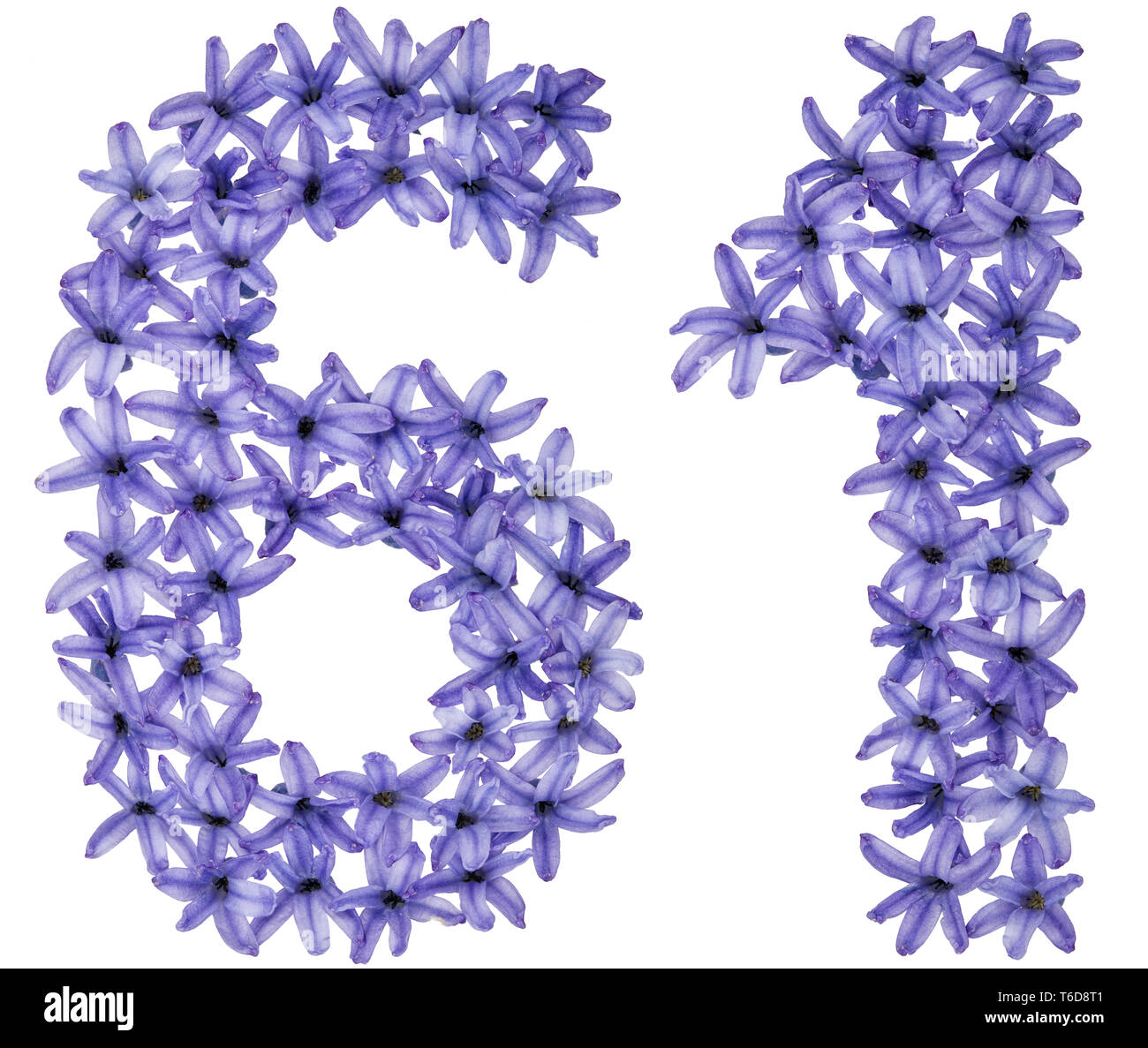 Numeral 61, sixty one, from natural flowers of hyacinth, isolated on ...