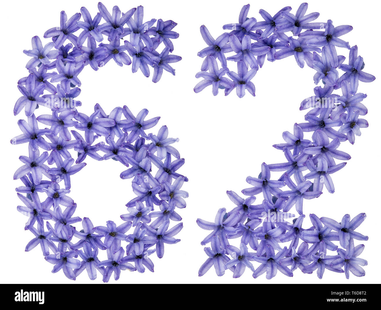 Numeral 62, sixty two, from natural flowers of hyacinth, isolated on ...