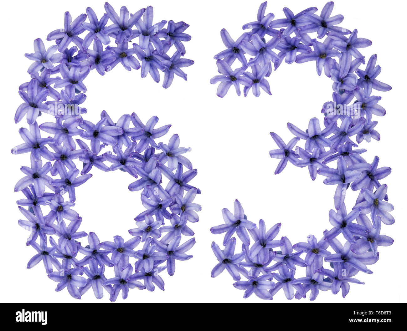 Numeral 63, sixty three, from natural flowers of hyacinth, isolated on ...