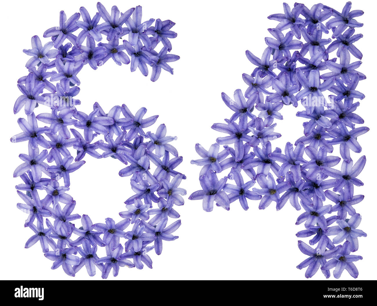 Numeral 64, sixty four, from natural flowers of hyacinth, isolated on ...