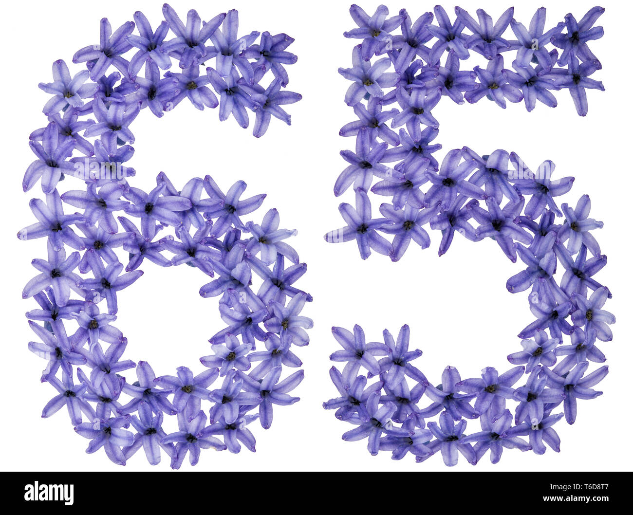 Numeral 65, sixty five, from natural flowers of hyacinth, isolated on ...