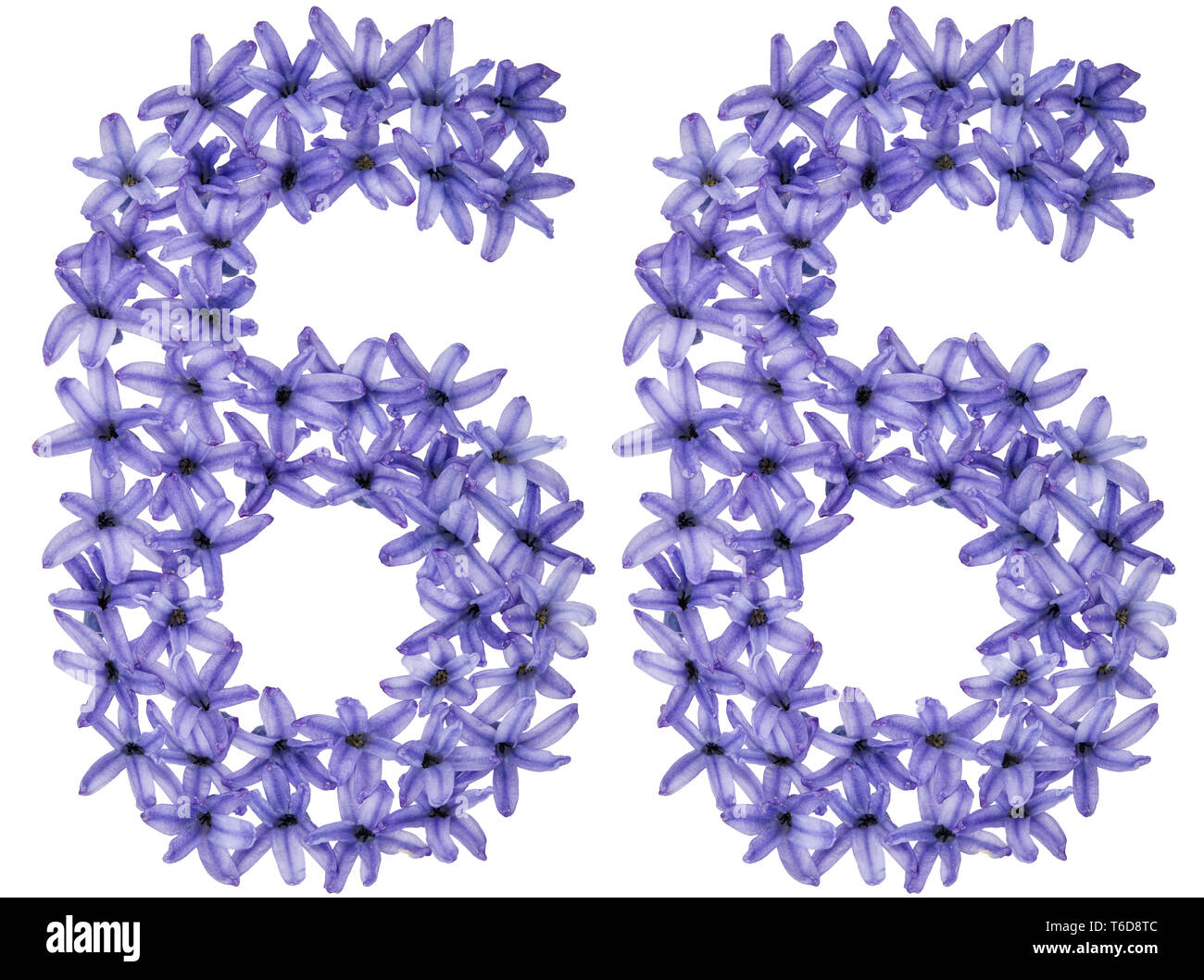Numeral 66, sixty six, from natural flowers of hyacinth, isolated on ...