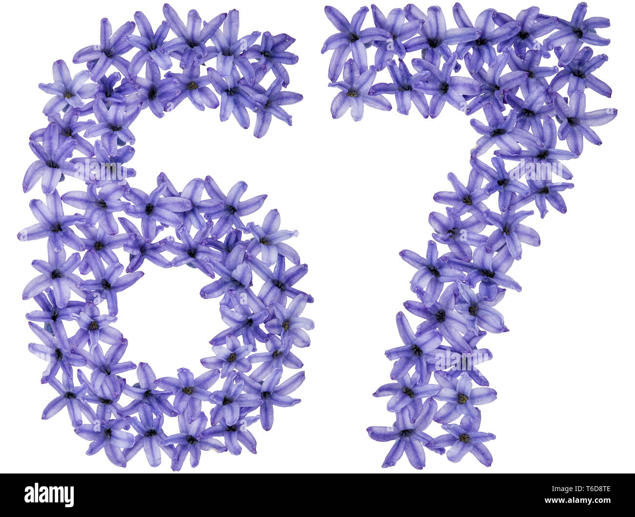 Numeral 67, sixty seven, from natural flowers of hyacinth, isolated on ...