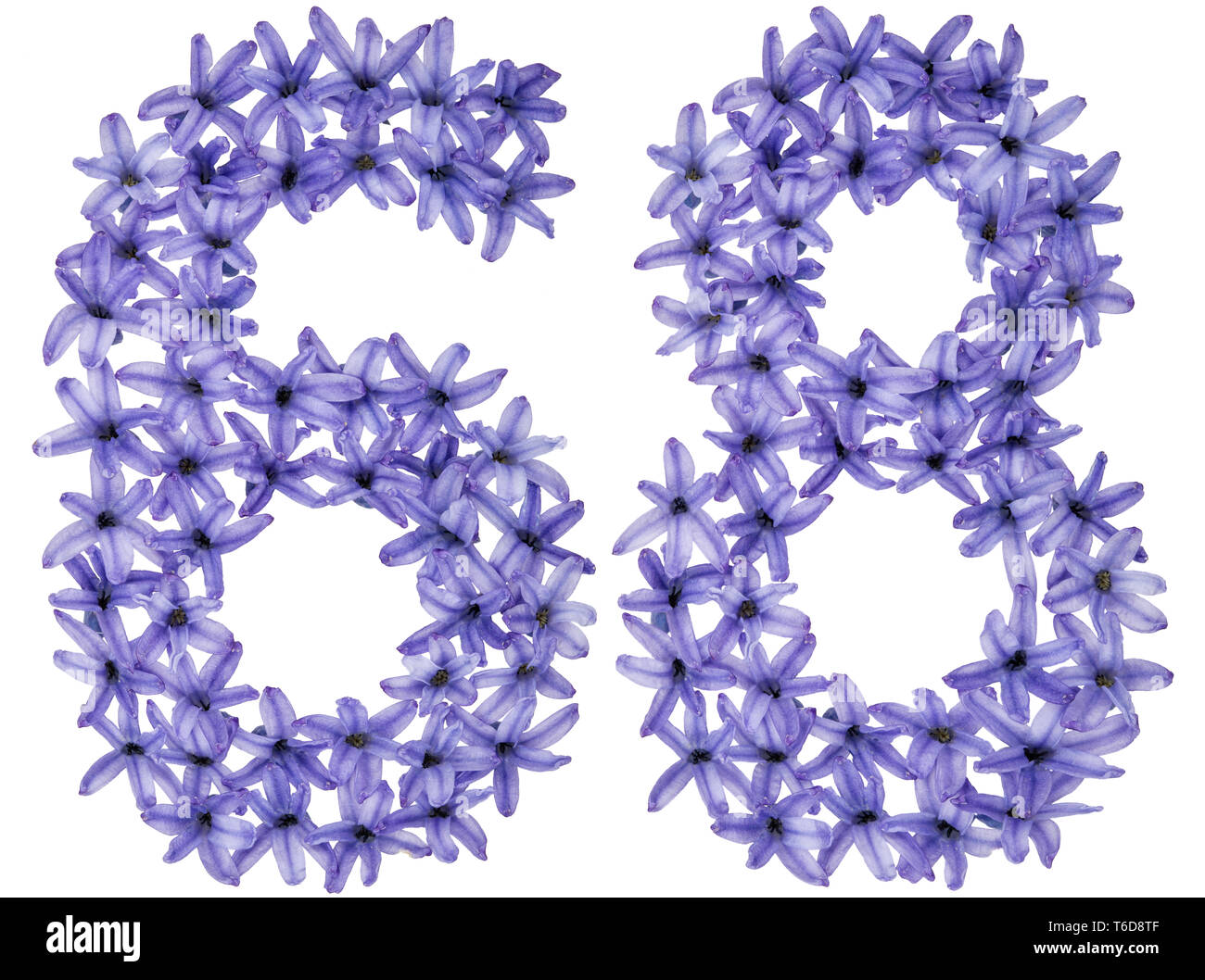 Numeral 68, sixty eight, from natural flowers of hyacinth, isolated on ...
