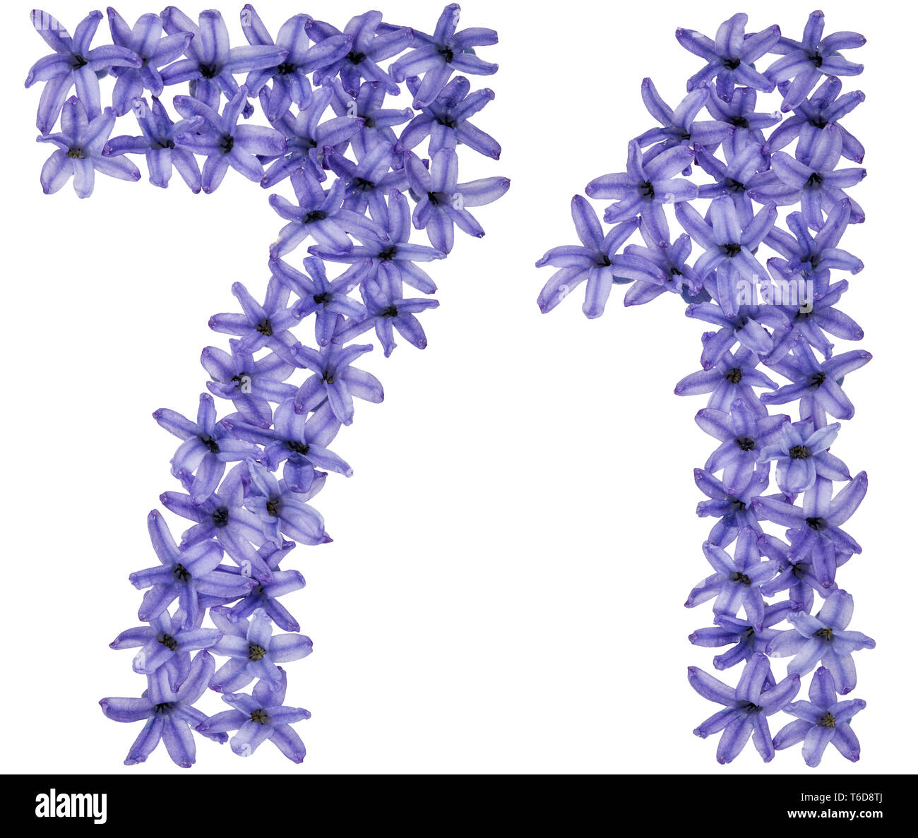 Numeral 71, seventy one, from natural flowers of hyacinth, isolated on ...