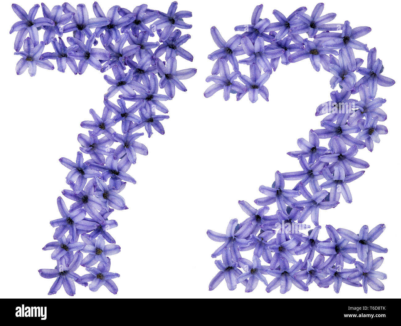 Numeral 72, seventy two, from natural flowers of hyacinth, isolated on ...