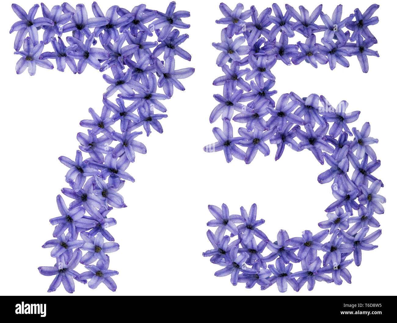 Numeral 75, seventy five, from natural flowers of hyacinth, isolated on ...