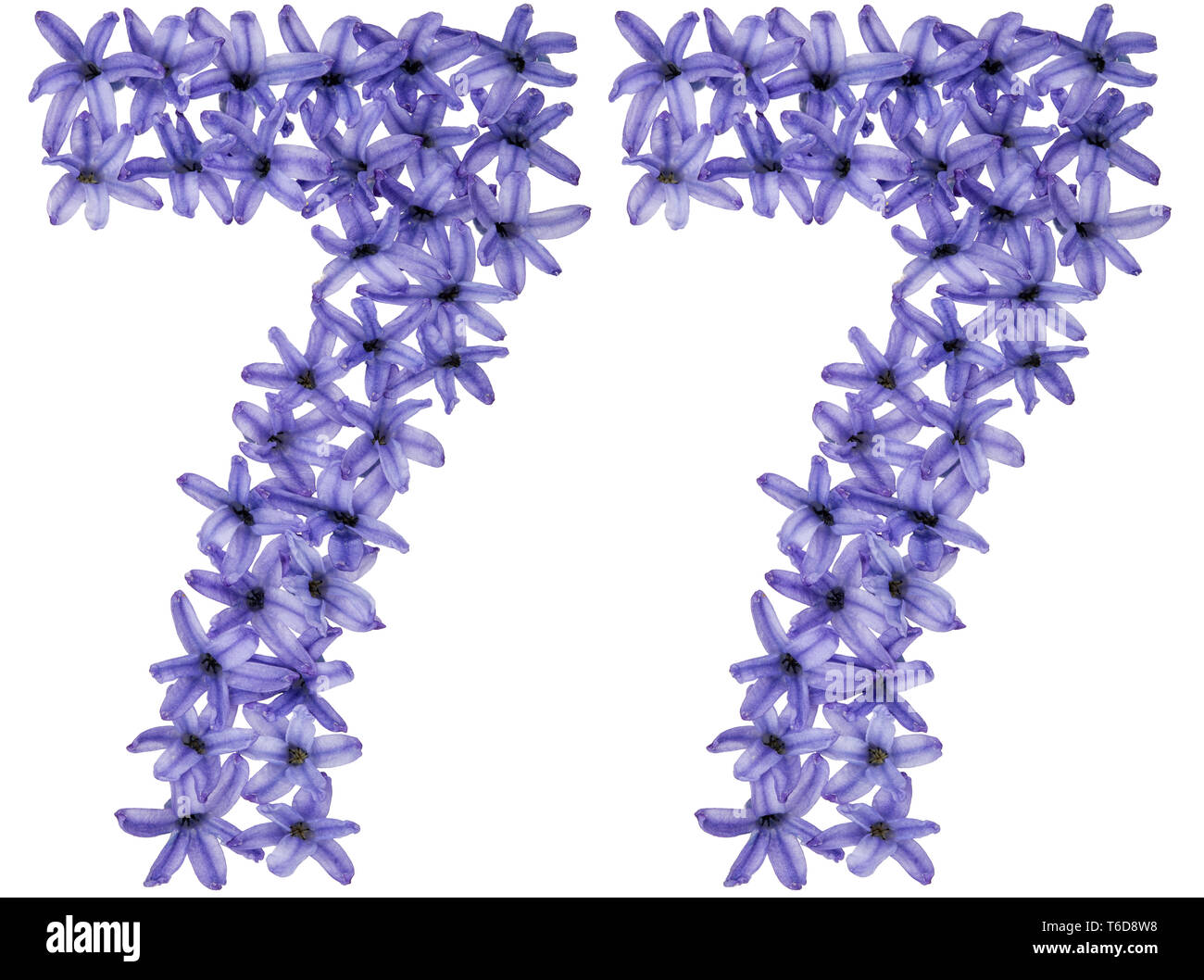 Numeral 77, seventy seven, from natural flowers of hyacinth, isolated ...