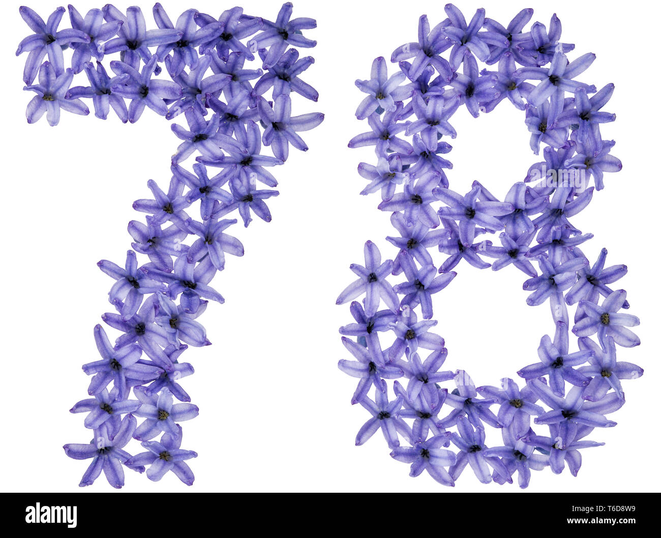 Numeral 78, seventy eight, from natural flowers of hyacinth, isolated ...