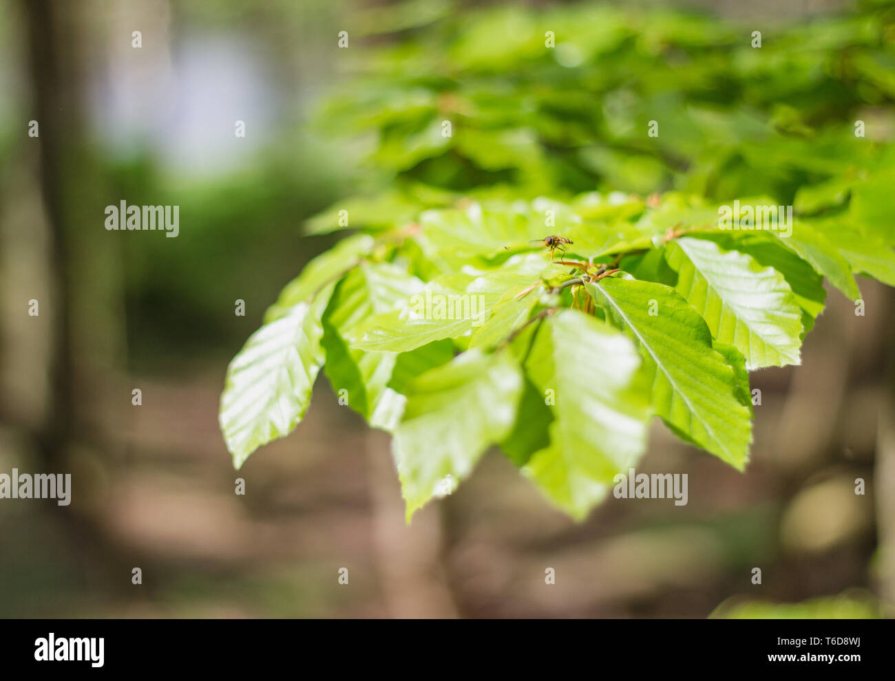 Green tree leaves close up Stock Photo - Alamy