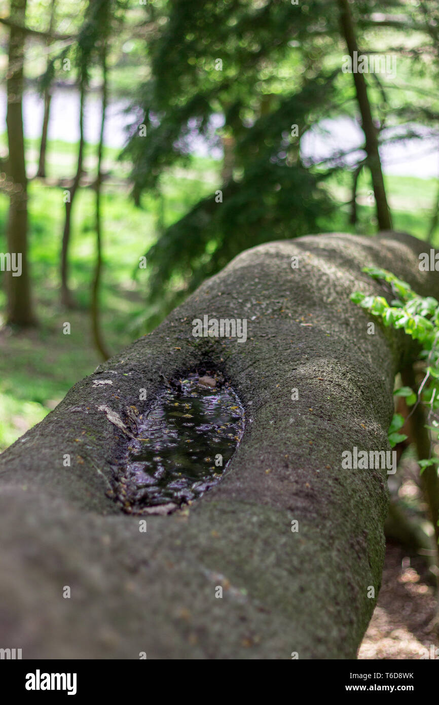 Pool of water in a fallen tree trunk Stock Photo - Alamy